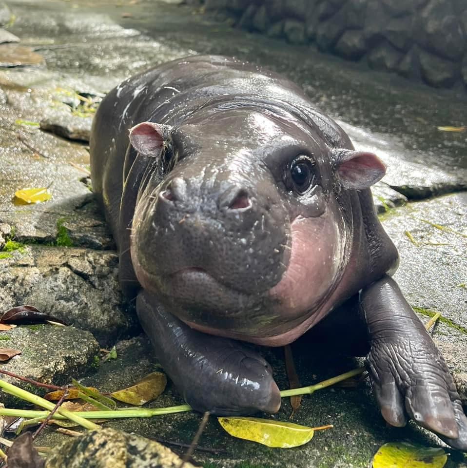 Moo Deng - Bangkok Hop On Hop Off Sightseeing : Elephantbustours